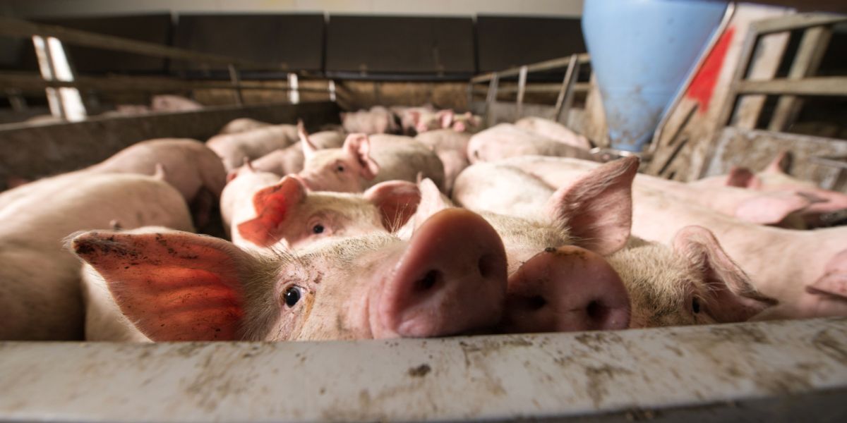 North Carolina | Environmental Working Group