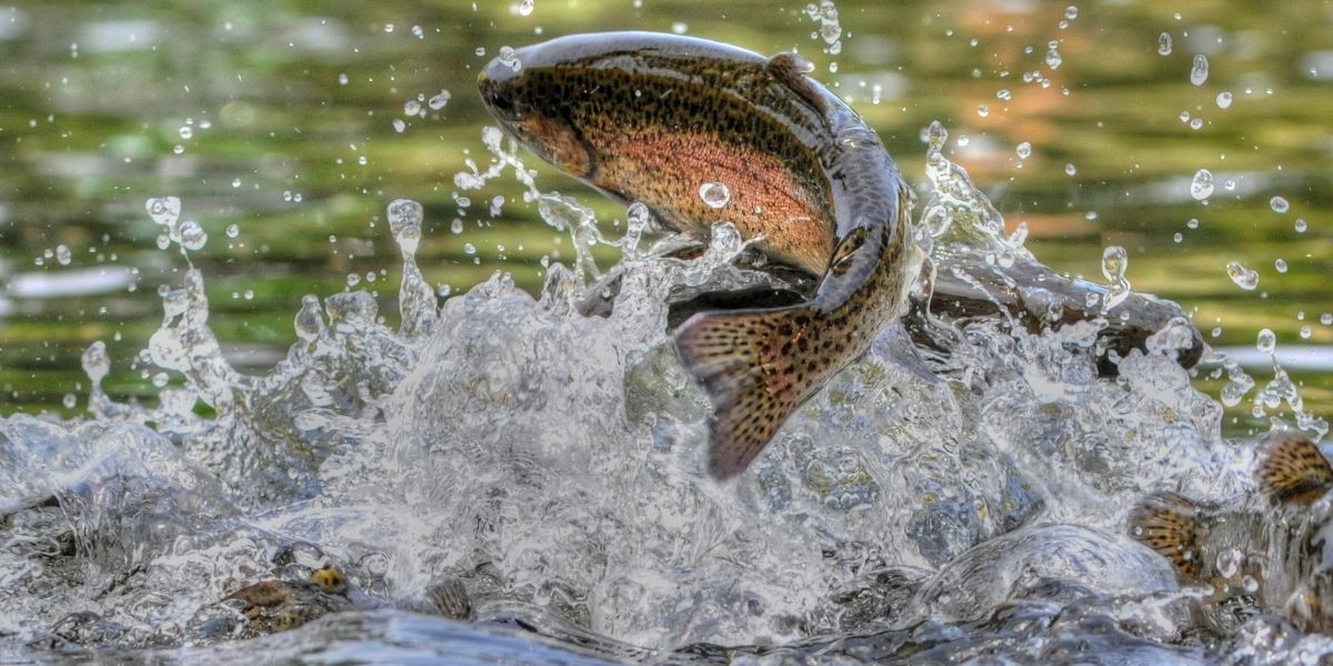 ‘Forever chemicals’ in freshwater fish: Mapping a growing environmental ...