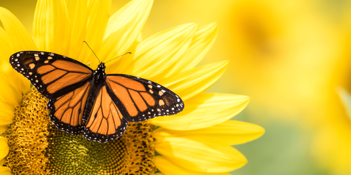 Yet another pollinator, the monarch butterfly, is being threatened by ...