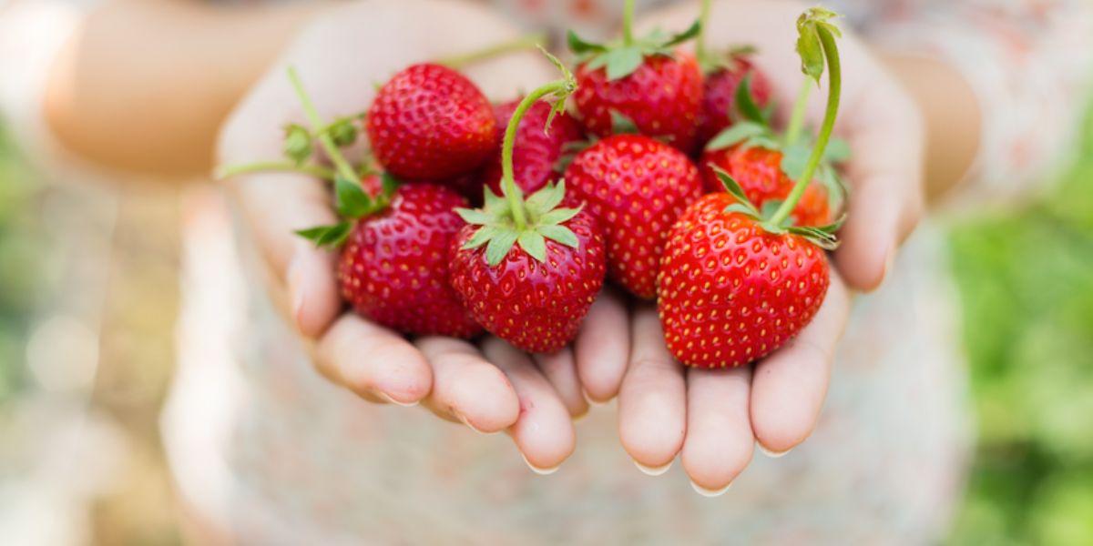 EWG's 2025 Guide: 60% of Clean Fifteen Free from Pesticides