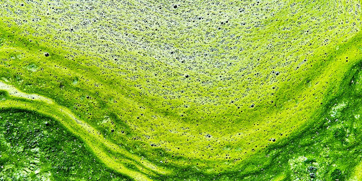 CDC: August is peak month for toxic algae illness | Environmental ...