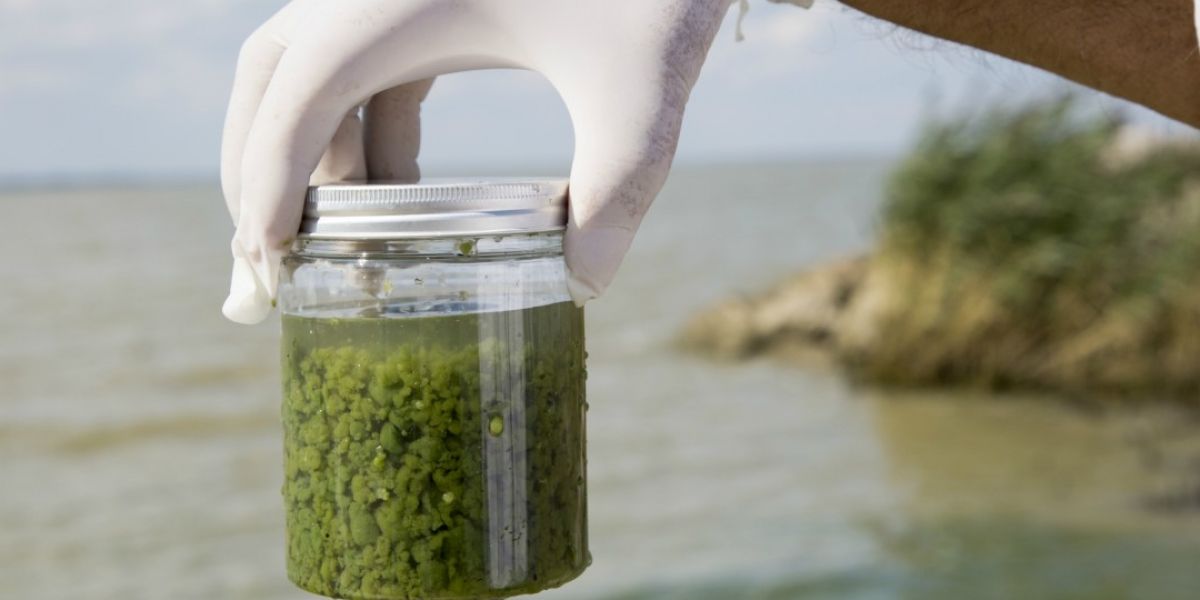 Hundreds of potentially toxic algae outbreaks have plagued water in ...