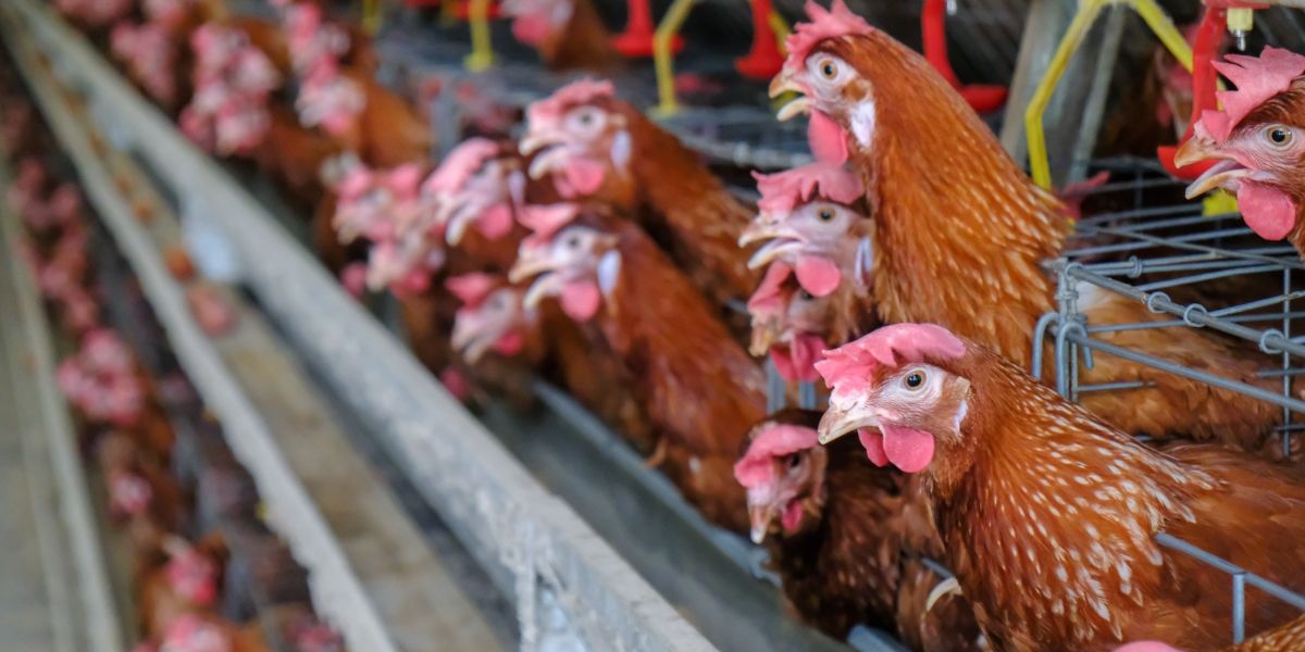 What Parents Need To Know About Animal Factory Farms | Environmental ...