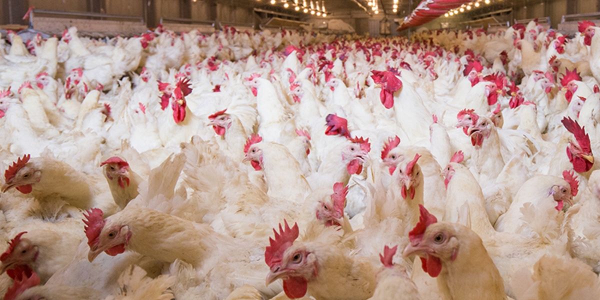 New USDA data reveal that the largest factory farms keep growing in ...