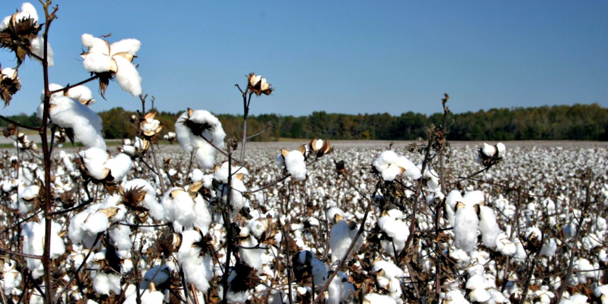 New USDA Subsidy Program Will Send Hundreds of Millions of Dollars to ...