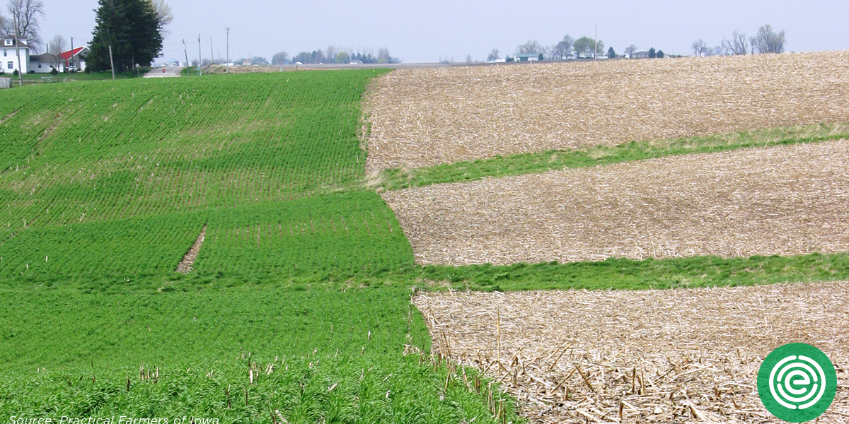 Mapping Cover Crops on Corn and Soybeans in Illinois, Indiana and Iowa ...