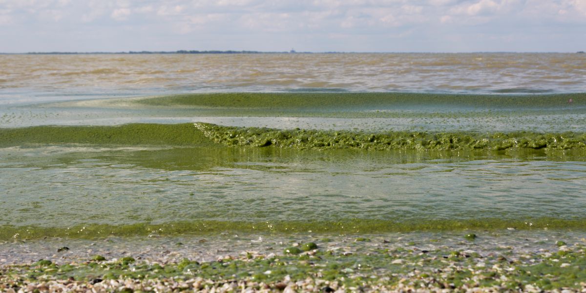 Lake Erie’s annual algae outbreak mostly threatens health of people in ...