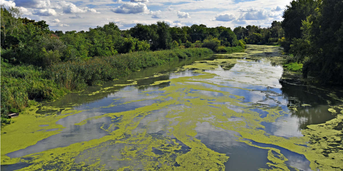 Blue-Green Algae Threaten Human Health and Aquatic Ecosystems ...